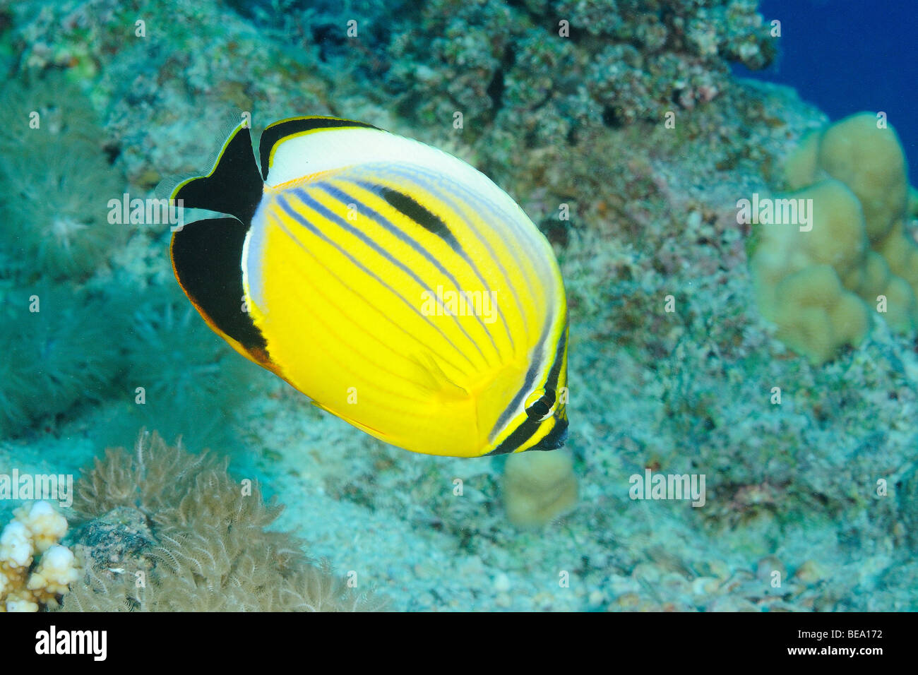 Exquisite butterflyfish over a reef in the Red Sea Stock Photo - Alamy