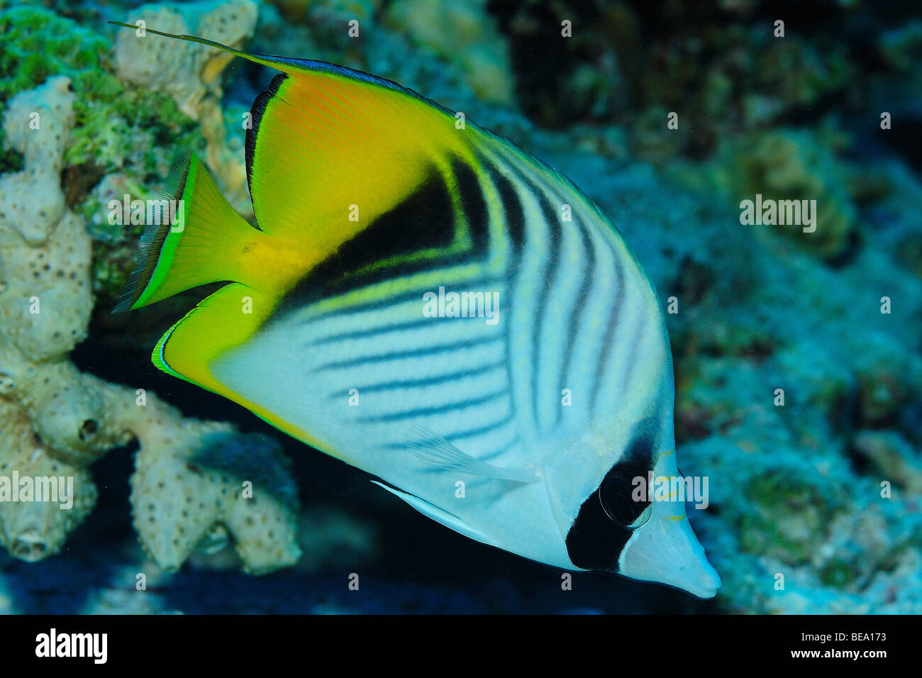 Threadfin butterflyfish over a reef in the Red Sea Stock Photo - Alamy