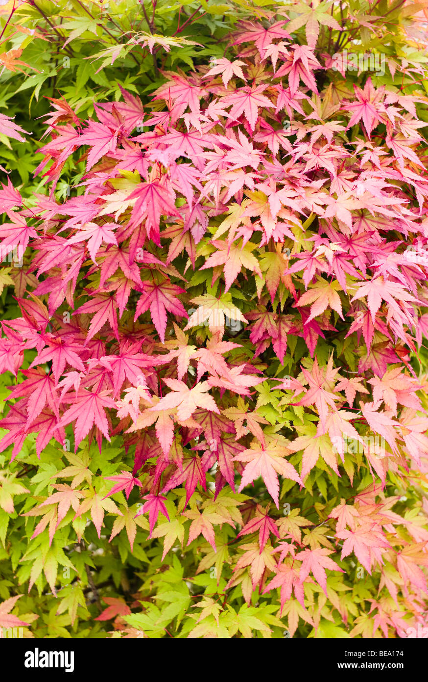 Acer tree autumn hi-res stock photography and images - Alamy