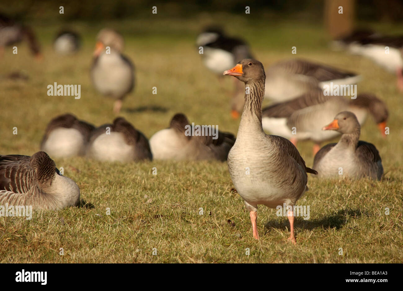 Groep overwinterende Grauwe ganzen in een weiland; Group of Grayleg ...