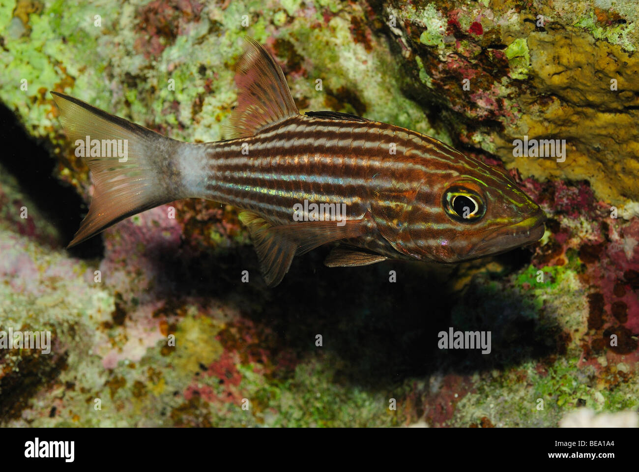 Tiger cardinalfish over a reef in the Red Sea Stock Photo - Alamy