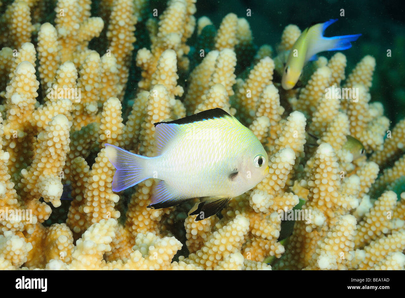 Marginate dascyllus fish hi-res stock photography and images - Alamy