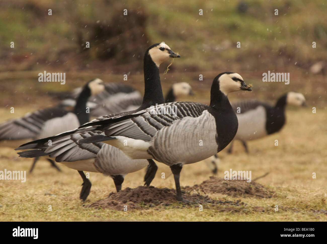 Foraging Barnacle geese in a meadow during snowfall Stock Photo - Alamy