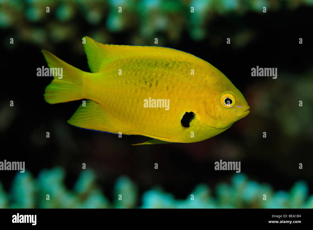 Red Sea Damsel High Resolution Stock Photography and Images - Alamy