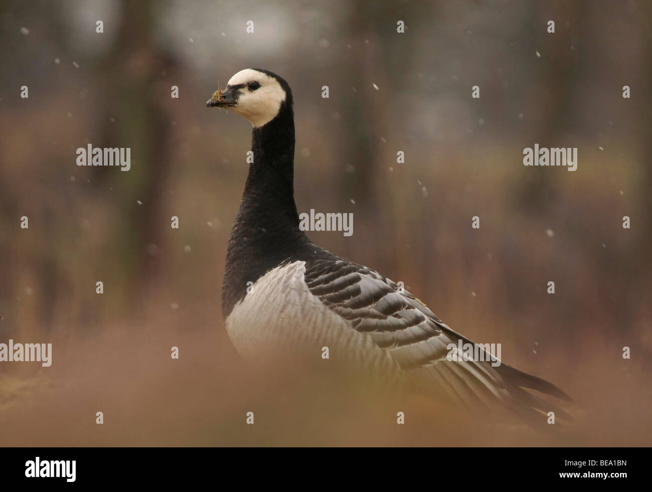 Shower goose hi-res stock photography and images - Alamy