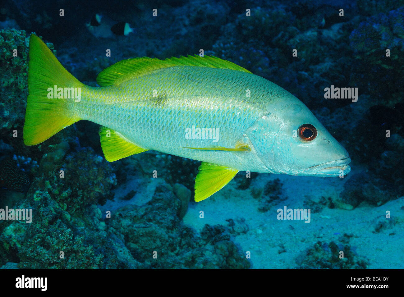 Blackspot snapper hi-res stock photography and images - Alamy