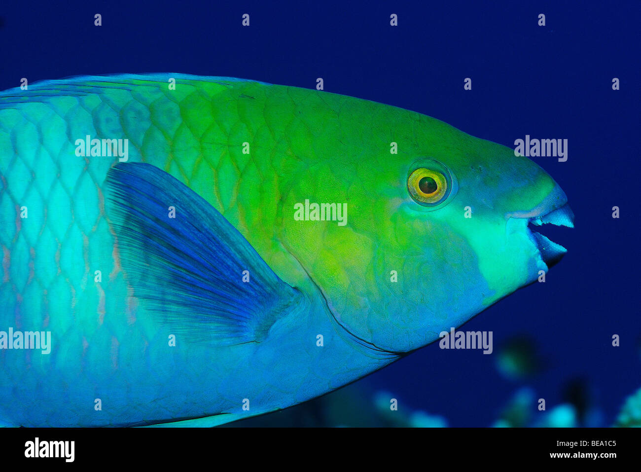 Blue parrotfish in the Red Sea, Egypt Stock Photo - Alamy