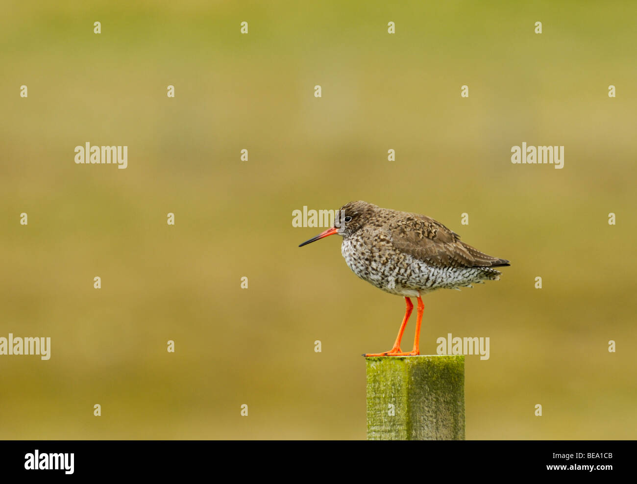 Redshank scotland hi-res stock photography and images - Alamy