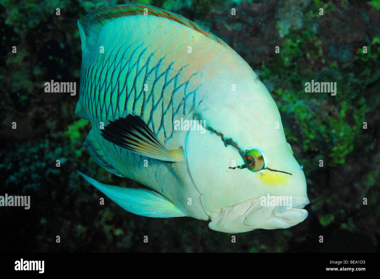 Slingjaw wrasse fish in the Red Sea, Egypt Stock Photo - Alamy