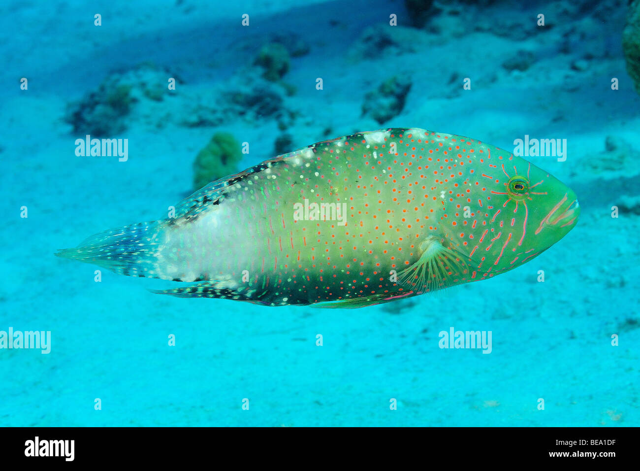 Red Sea wrasse fish in the Red Sea, Egypt Stock Photo - Alamy