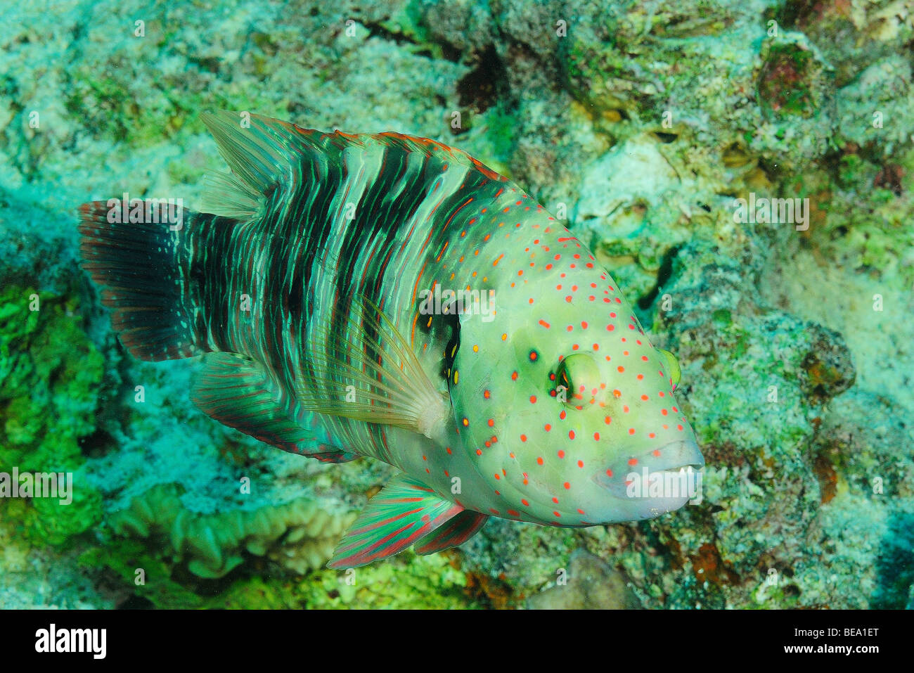 Wrasse fish hi-res stock photography and images - Alamy