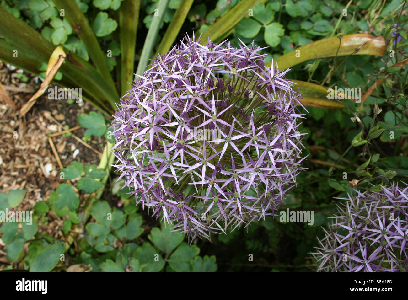 Allium flower in full bloom Stock Photo - Alamy