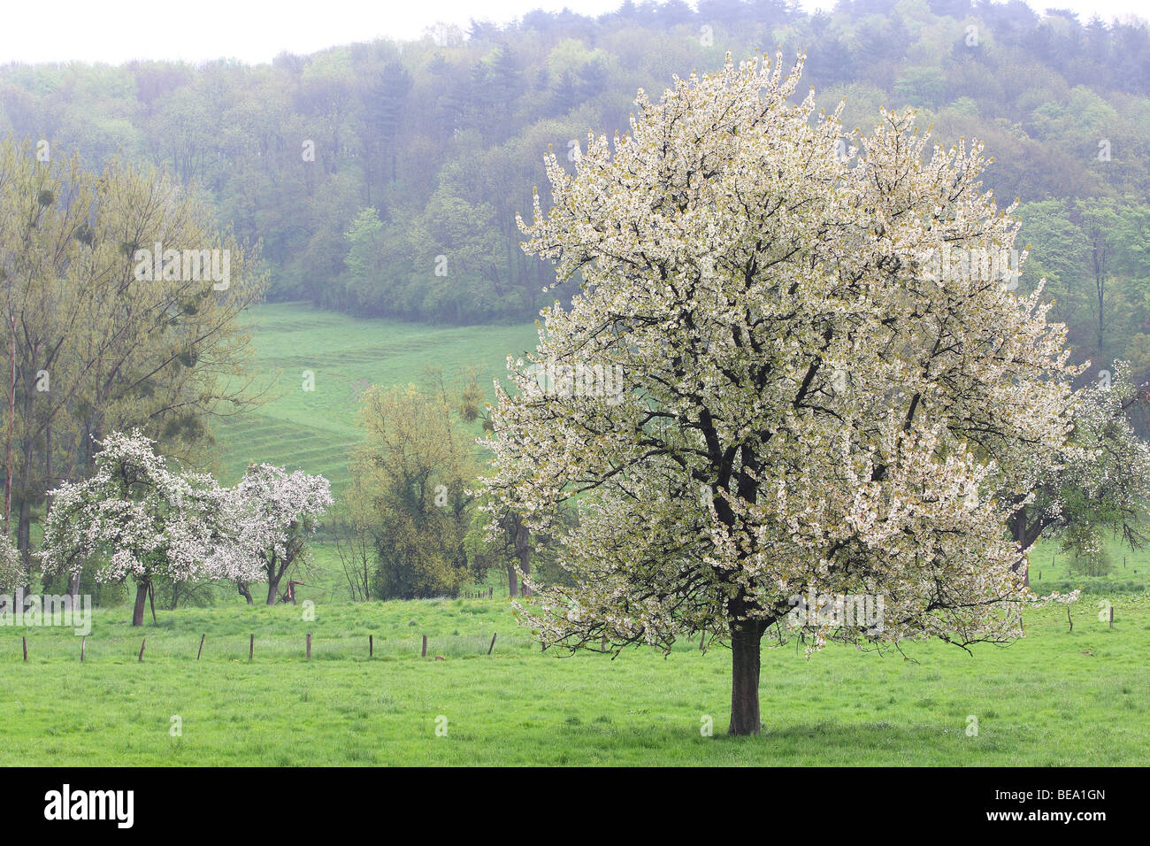Boomgaard High Resolution Stock Photography and Images - Alamy