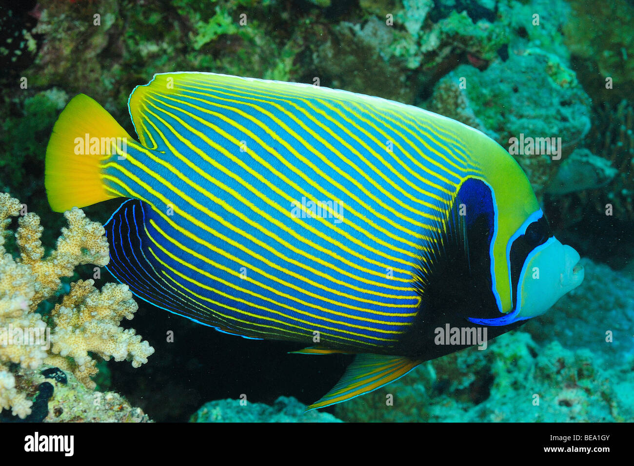 Red emperor fish hi-res stock photography and images - Alamy