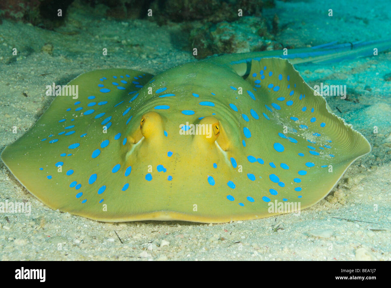 Spotted ray hi-res stock photography and images - Alamy