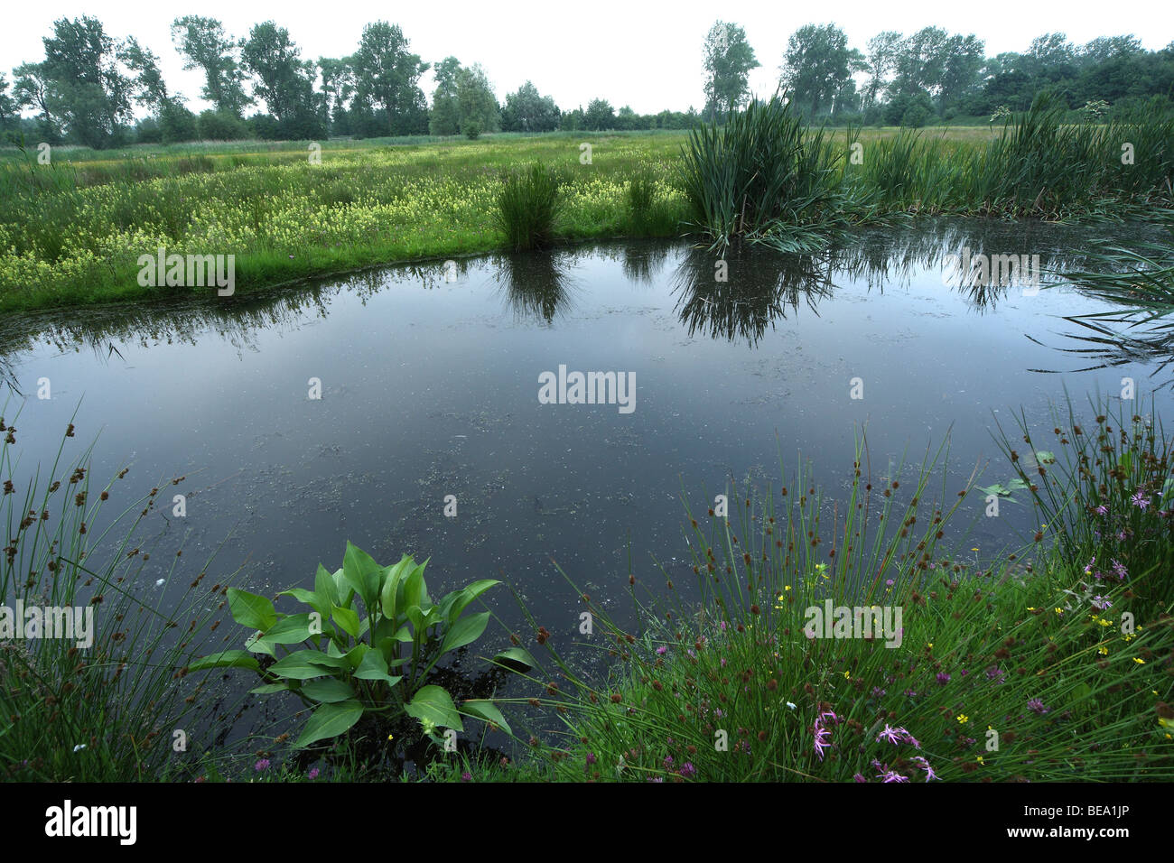 Common Water-plantain (Alisma plantago-aquatica) in pool, nature ...