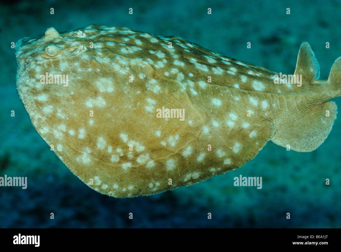 Electric ray in the Red Sea, Egypt Stock Photo - Alamy