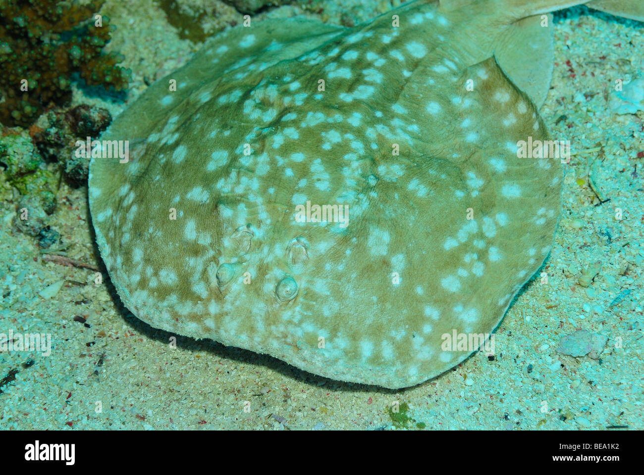 Electric ray on the sand in the Red Sea, Egypt Stock Photo - Alamy