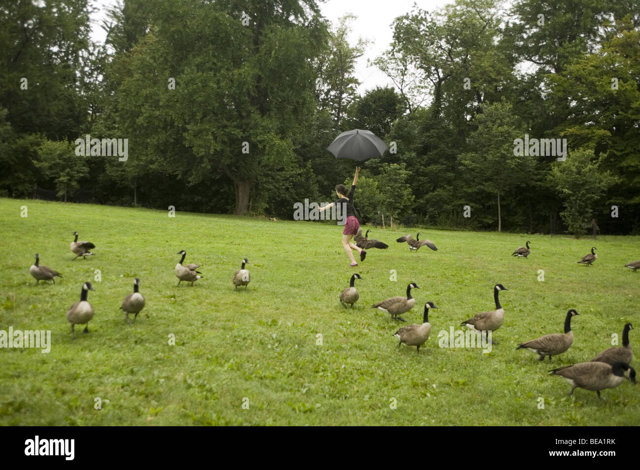 Geese in the rain hi-res stock photography and images - Alamy