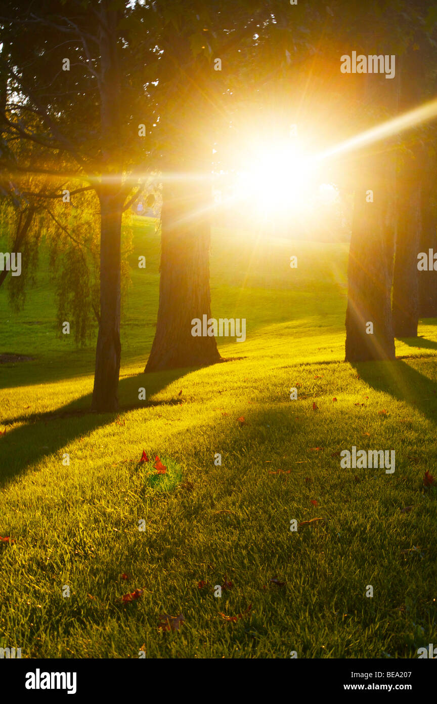 Sunset in trees Stock Photo - Alamy