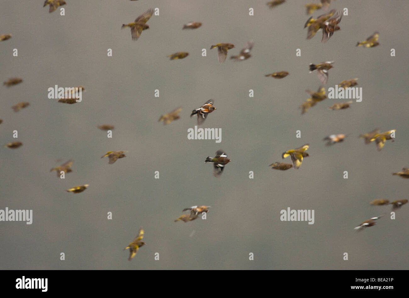 groep kepen en groenlingen. group of brambling and green finches in ...