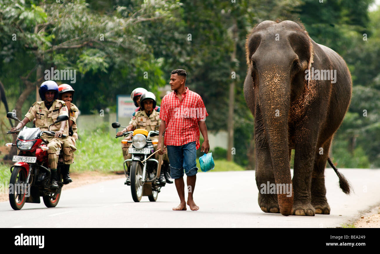 Tame elephant hi-res stock photography and images - Alamy