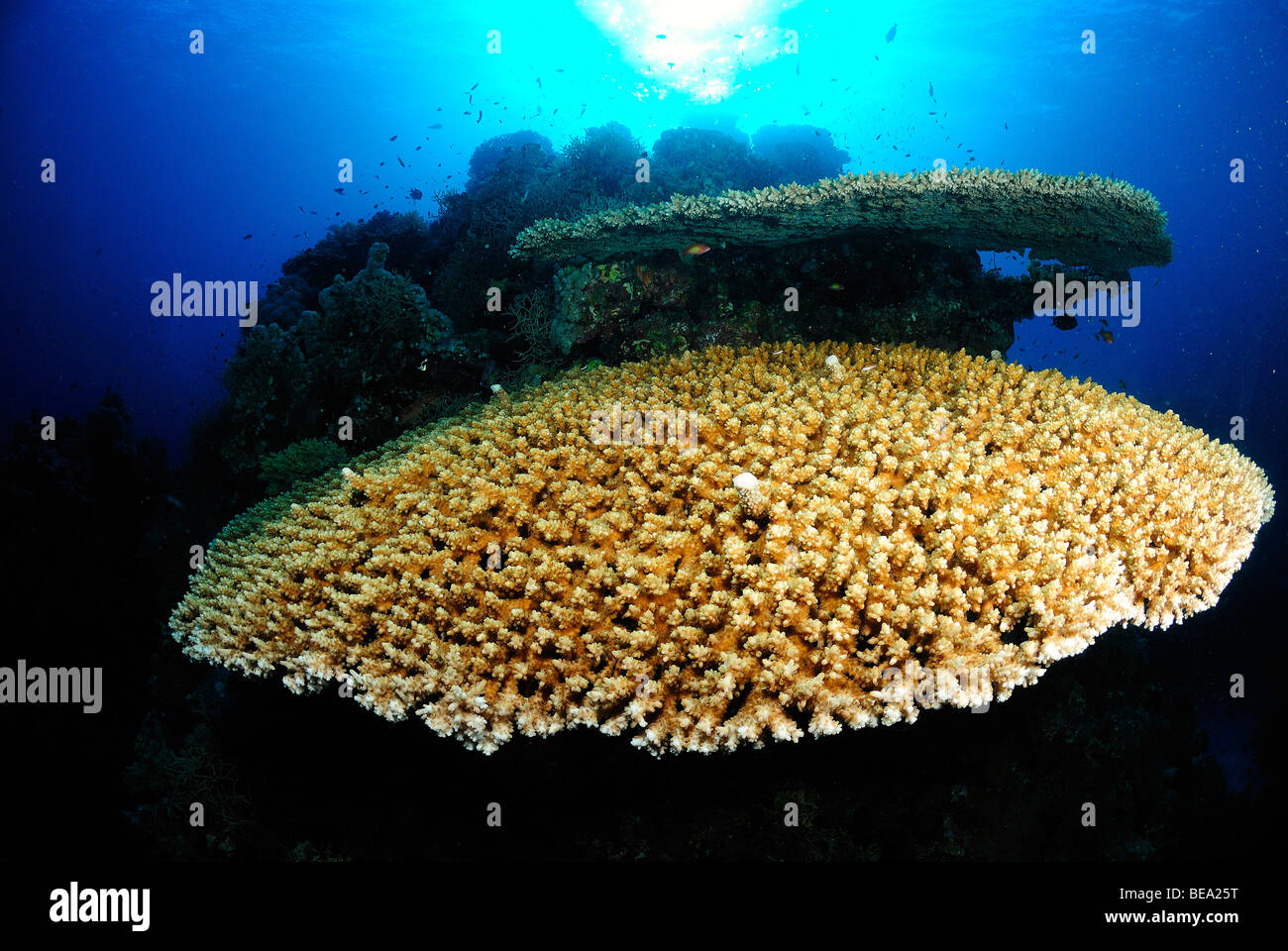 Acropora tables hi-res stock photography and images - Alamy