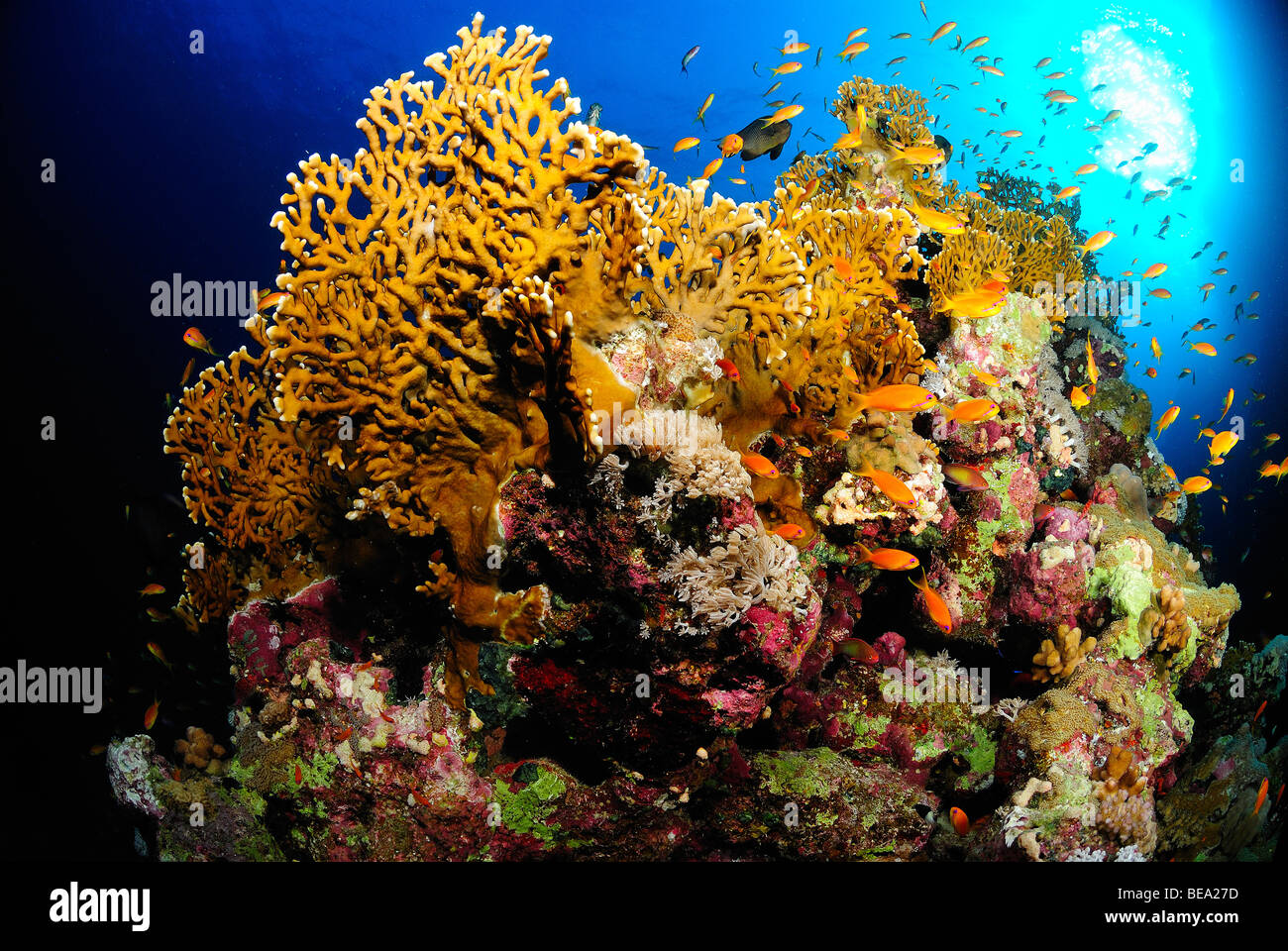 Fire over coral reef hi-res stock photography and images - Alamy