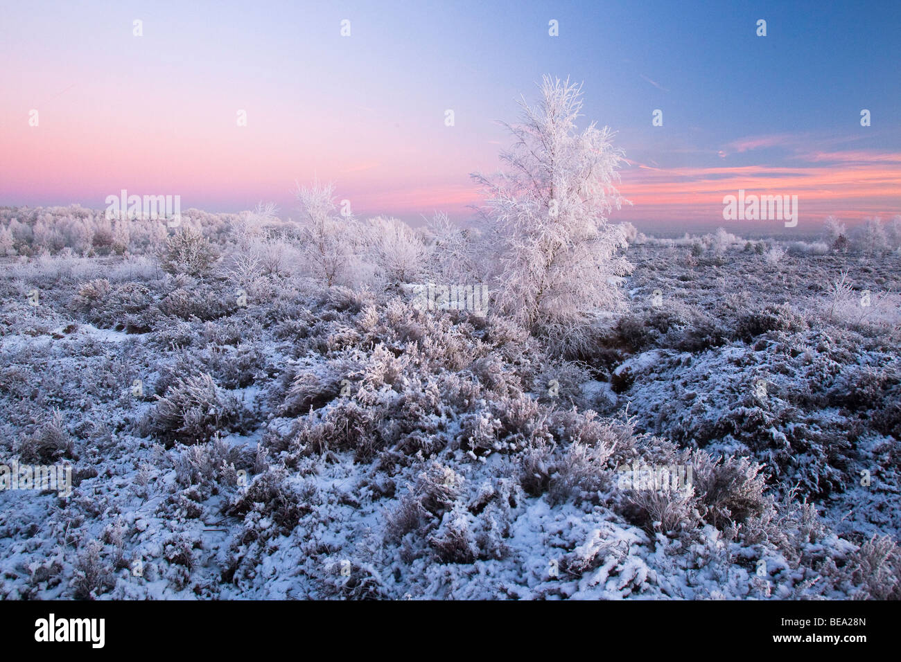 Frozen birch trees in heathland with jack frost before sun rise Stock ...