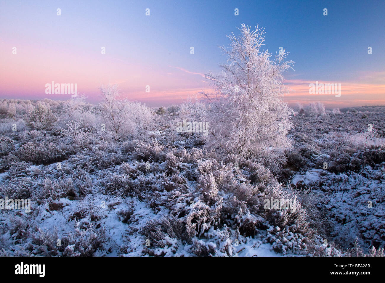 Frozen birch trees in heathland with jack frost before sun rise Stock ...