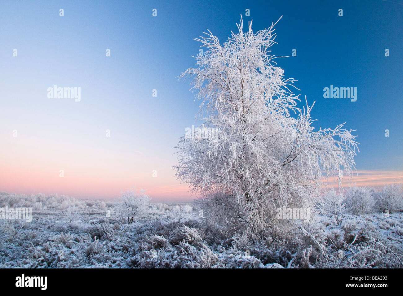 Frozen birch trees in heathland with jack frost before sun rise Stock ...