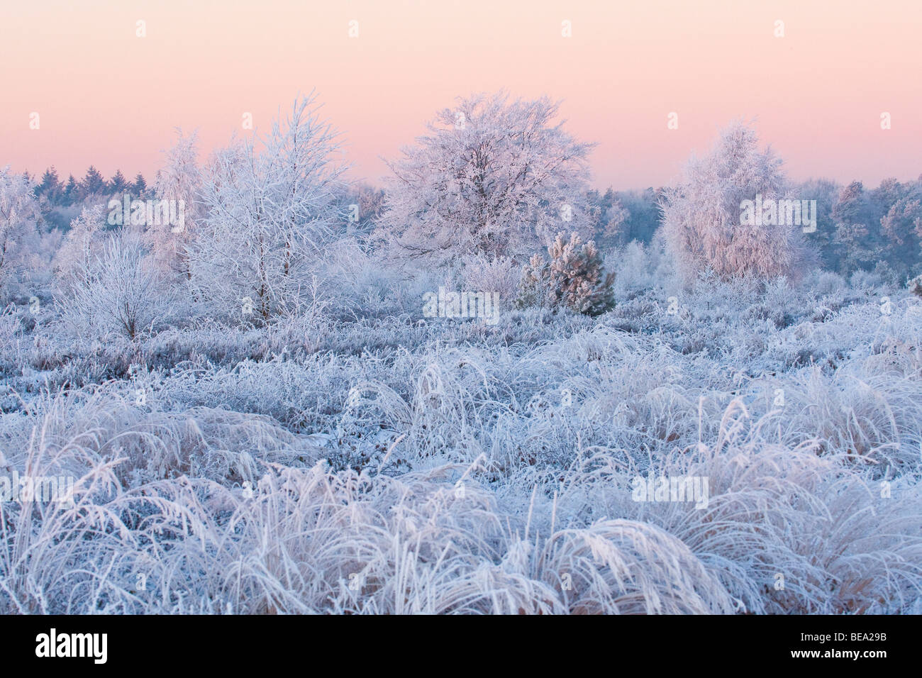 Frozen birch trees in heathland with jack frost before sun rise with ...