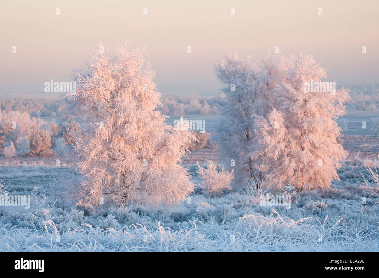 Frozen birch trees in heathland with jack frost before sun rise Stock ...
