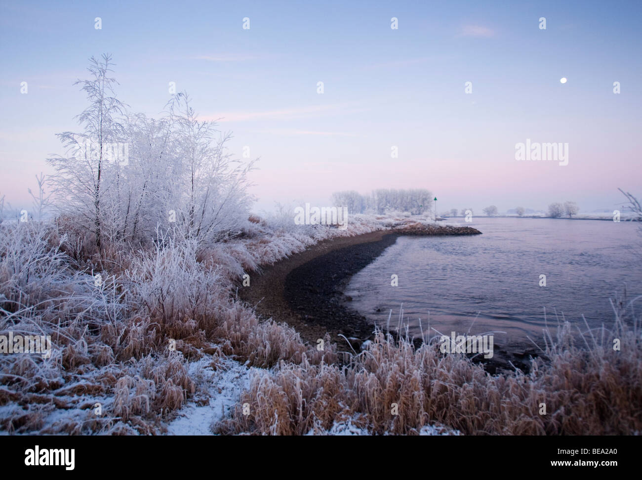 Berijpte kribben en winterlandschap in rivierengebied van de IJssel ...