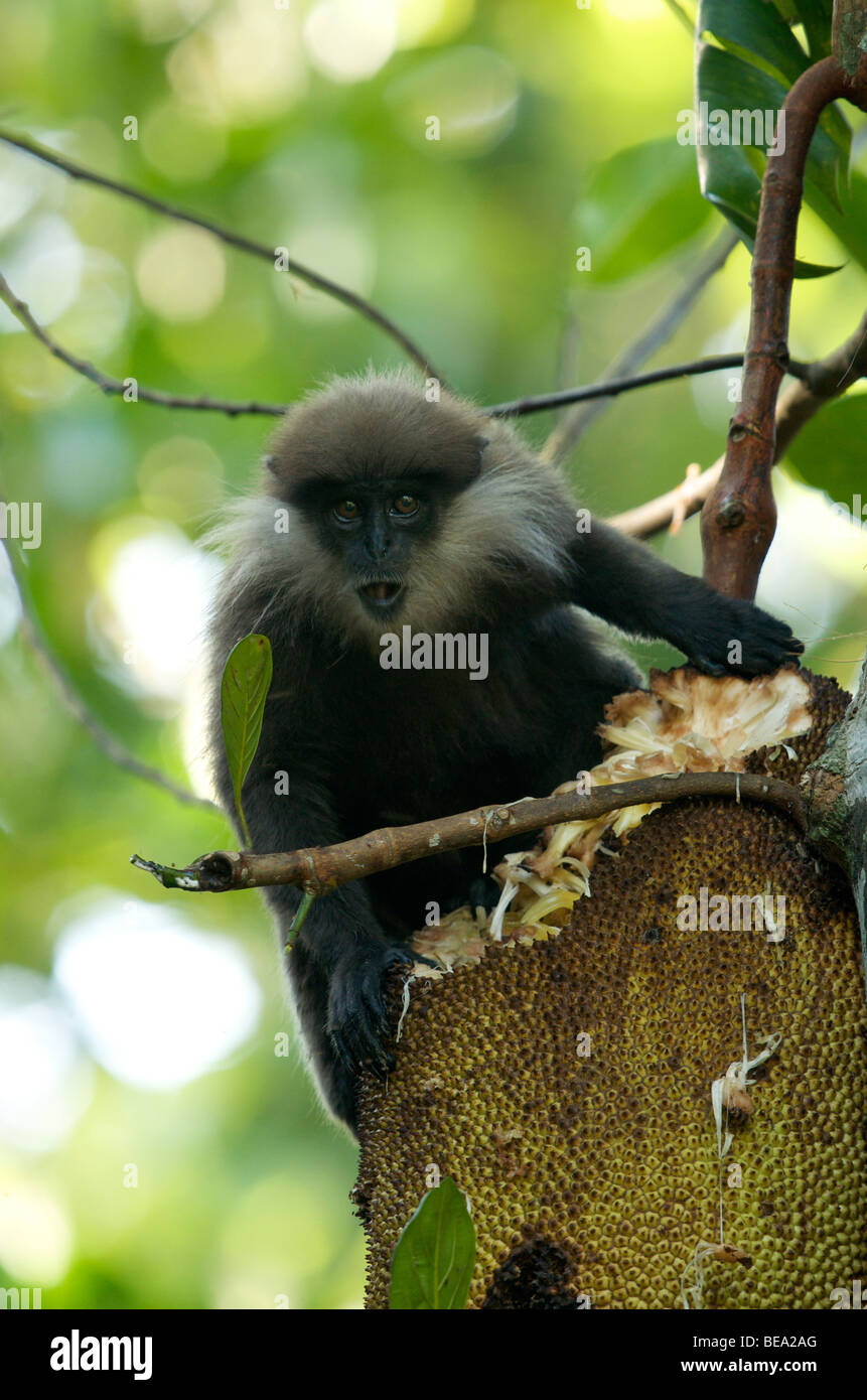 Monkey jack hi-res stock photography and images - Alamy