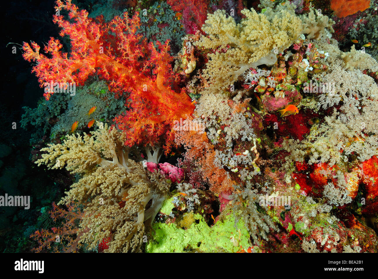 Scenic view on a coral reef, Red Sea Stock Photo - Alamy