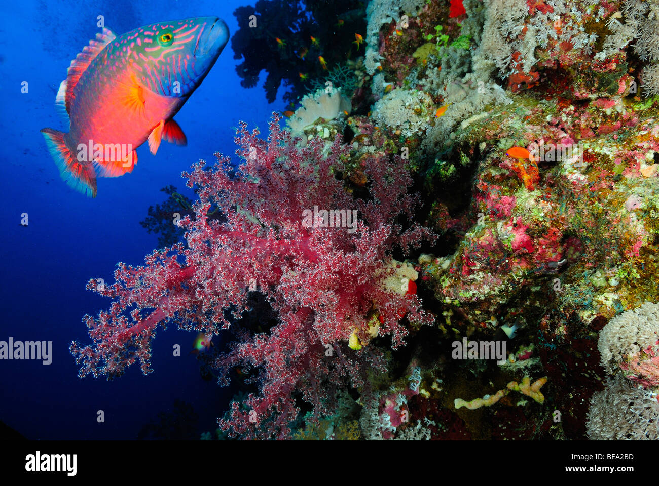 Splendor wrasse fish hi-res stock photography and images - Alamy