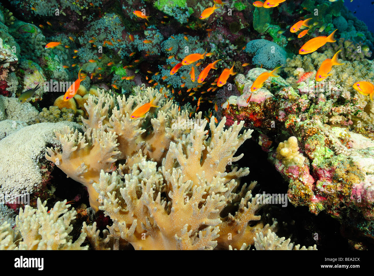 Scenic view on a coral reef, Red Sea Stock Photo - Alamy