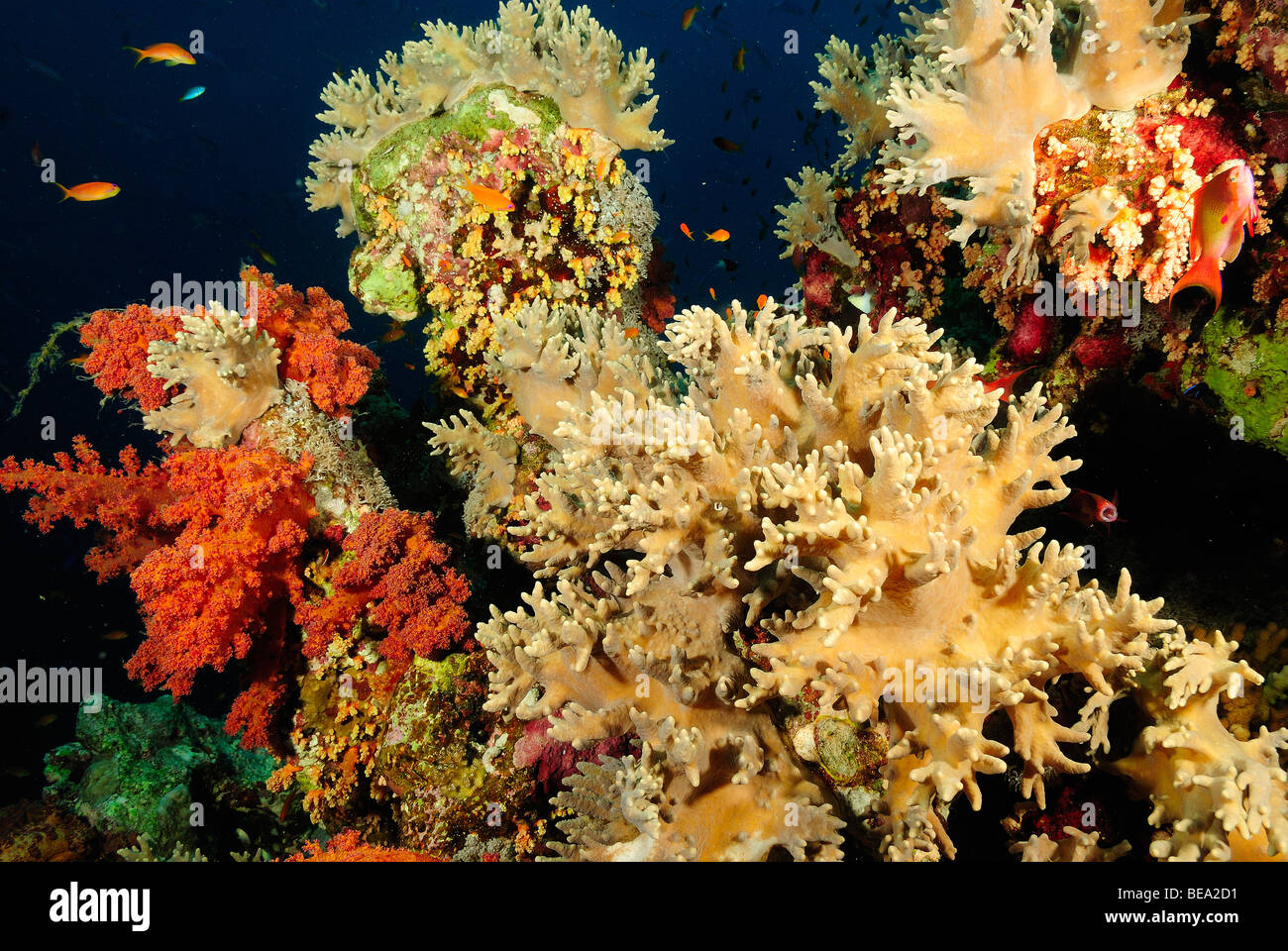 Scenic view on a coral reef, Red Sea Stock Photo - Alamy