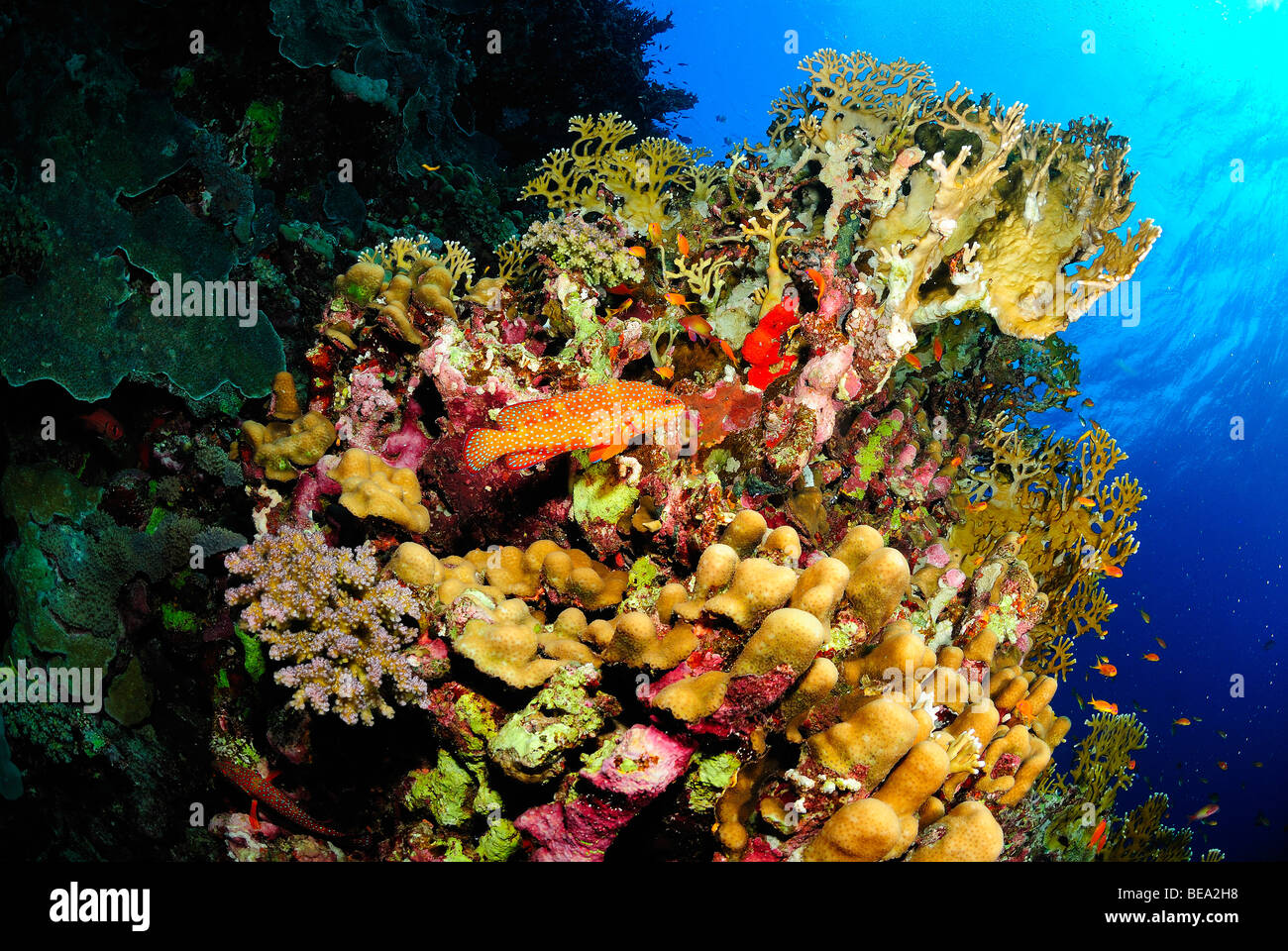 Fire coral millepora sp hi-res stock photography and images - Alamy