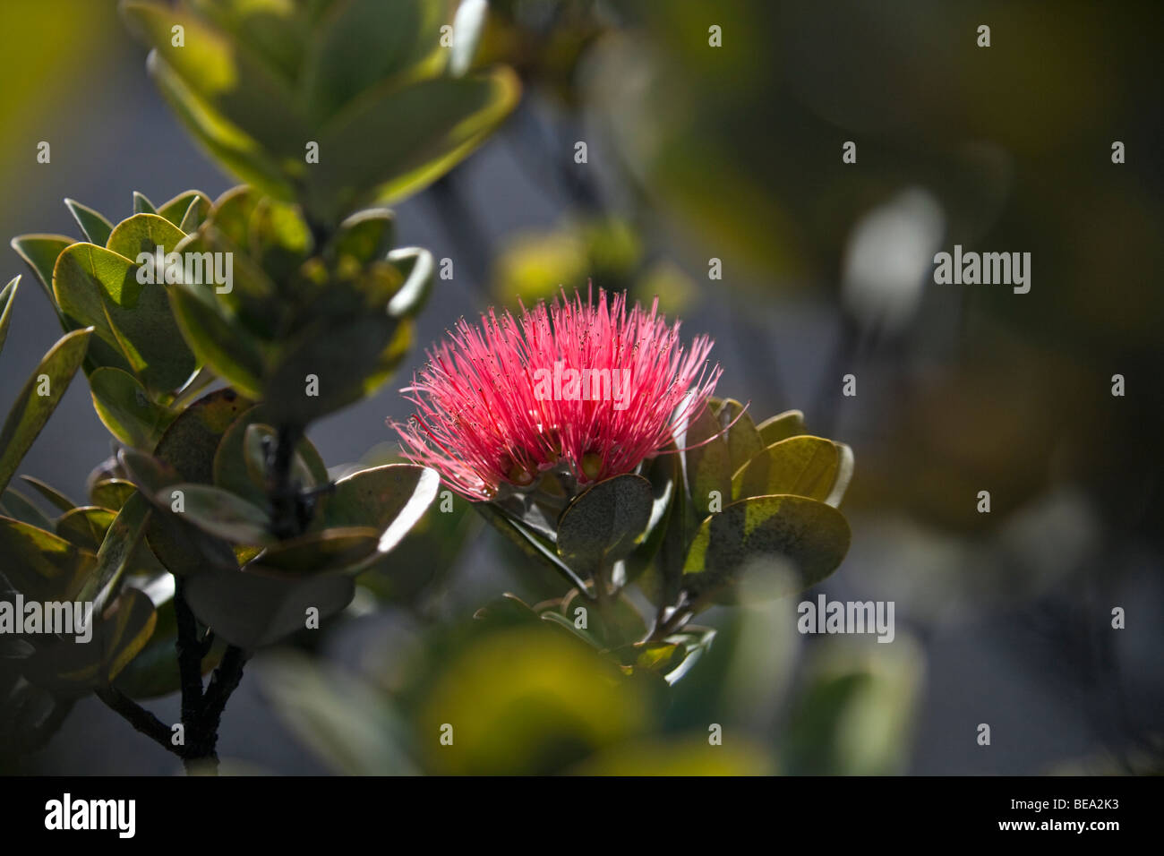 Ohia lehua blossom hi-res stock photography and images - Alamy