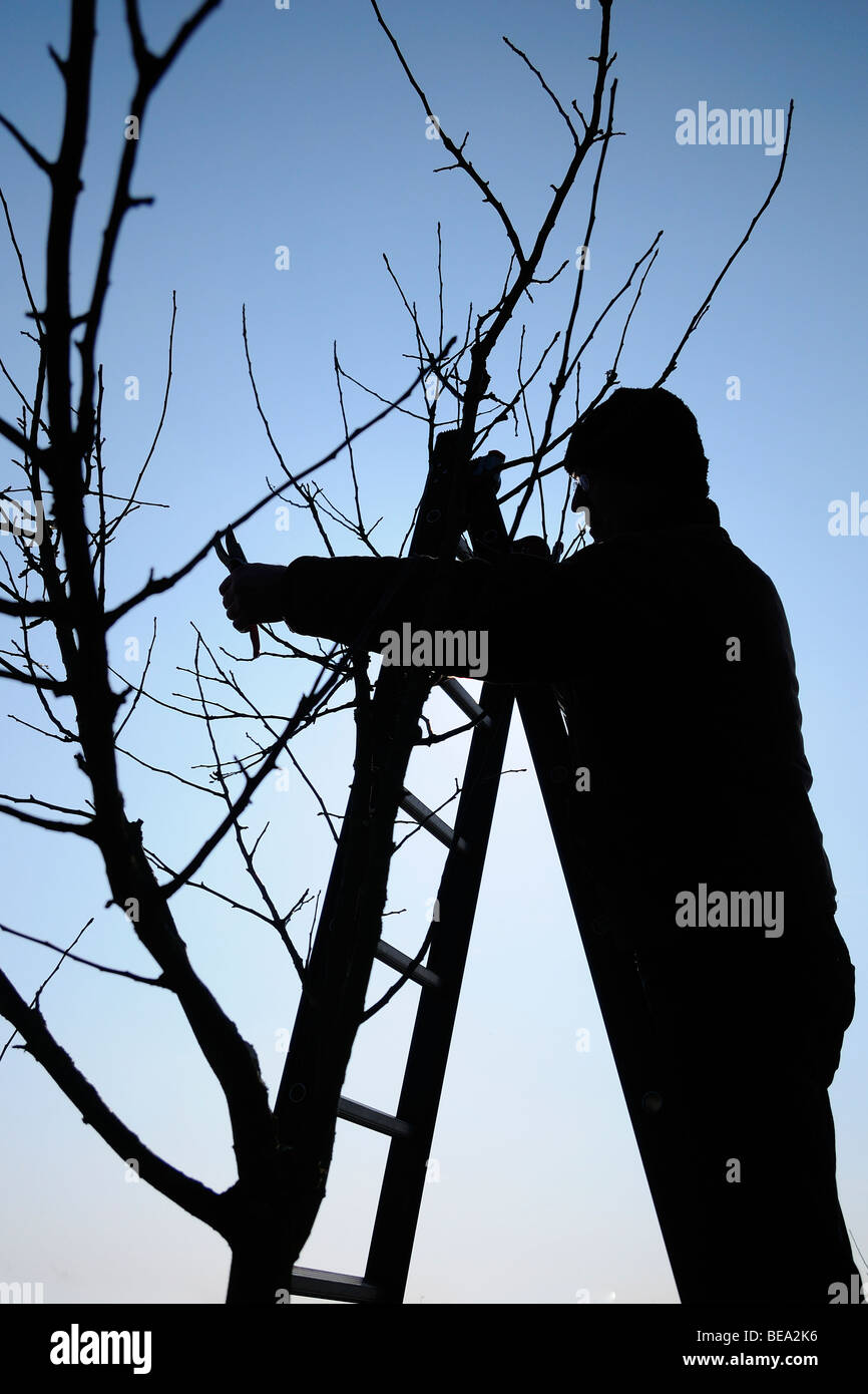 Hoogstam hi-res stock photography and images - Alamy