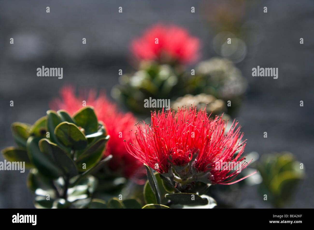 Ohia lehua blossom hi-res stock photography and images - Alamy