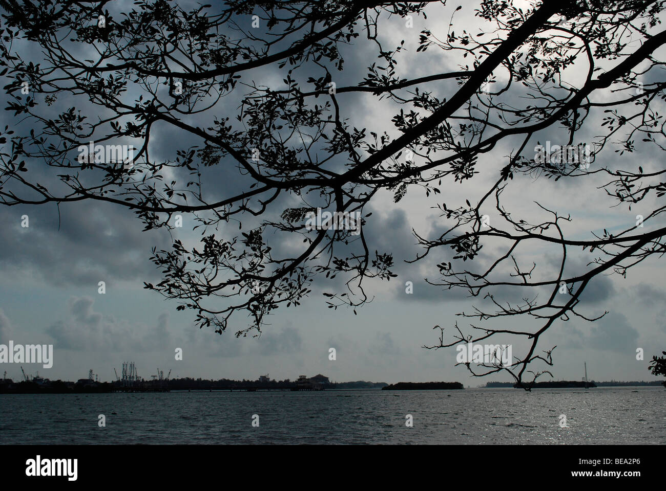 Tree branches india hi-res stock photography and images - Alamy