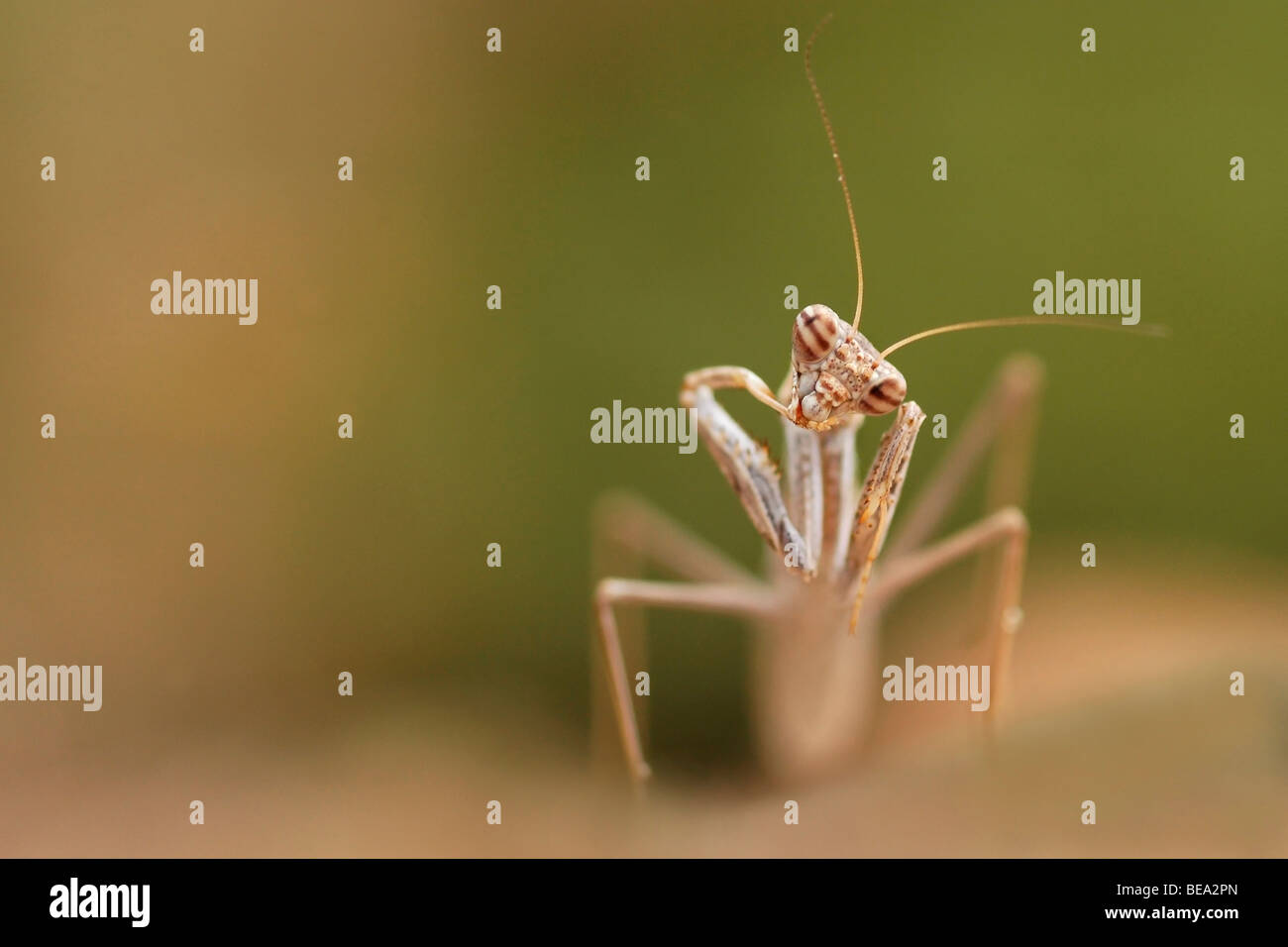Macro view of praying mantis spec hi-res stock photography and images ...