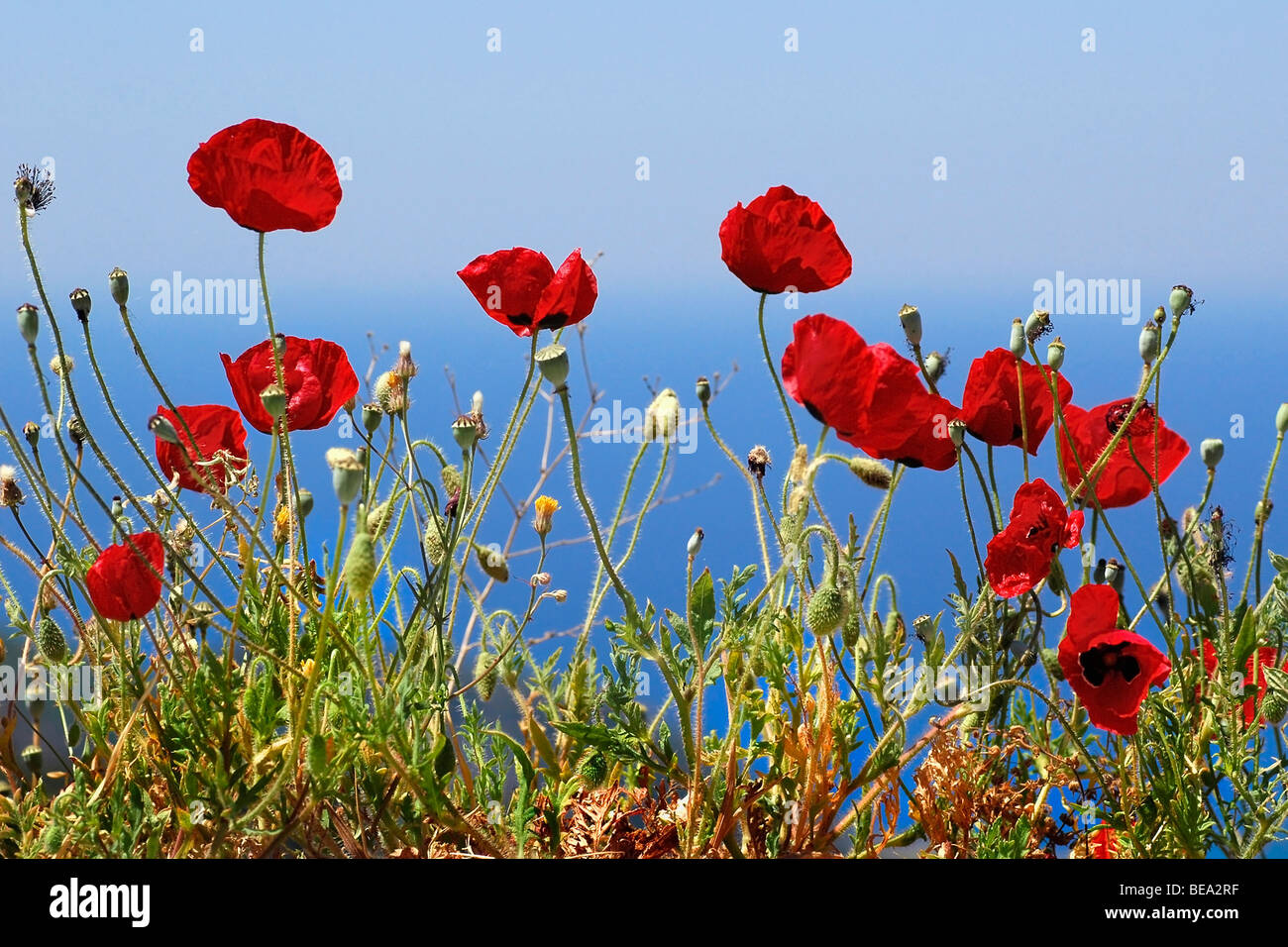 Rode klaprozen tegen blauwe lucht en zee op Samos; Red poppies with a ... Rode klaprozen tegen blauwe lucht en zee op Samos; Red poppies with a ...