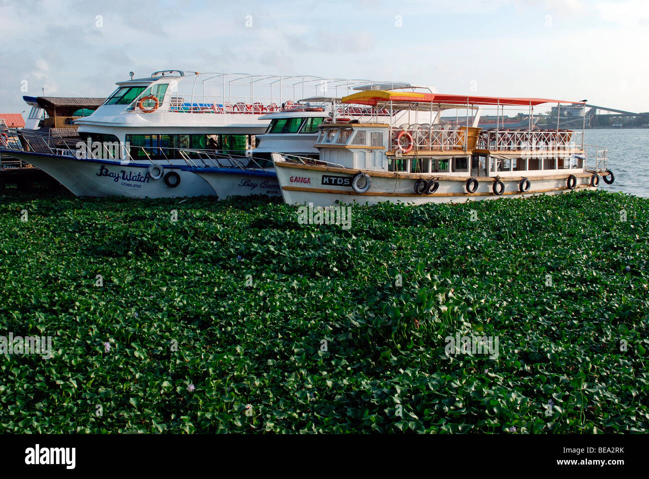 boats surrounded by african algae ; india Stock Photo - Alamy