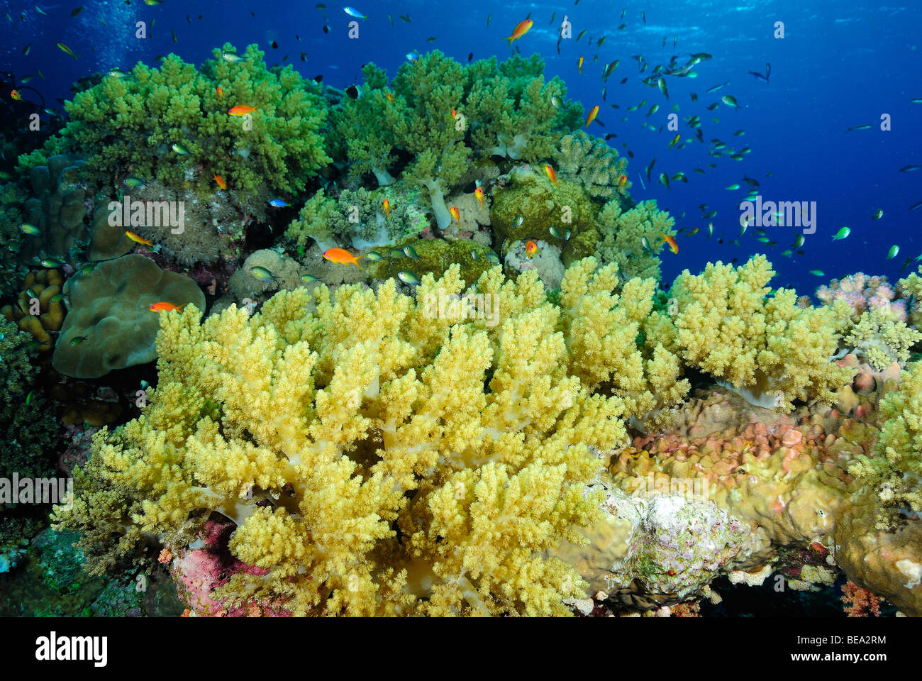 Scenic view on a coral reef, Red Sea Stock Photo - Alamy