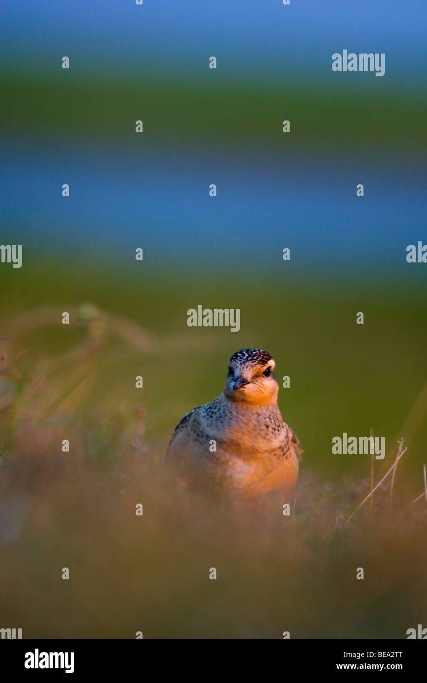 Juvenile dotterel hi-res stock photography and images - Alamy