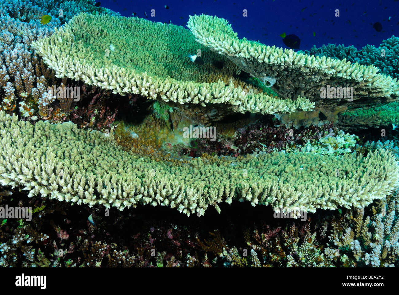 Hard coral colony hi-res stock photography and images - Alamy